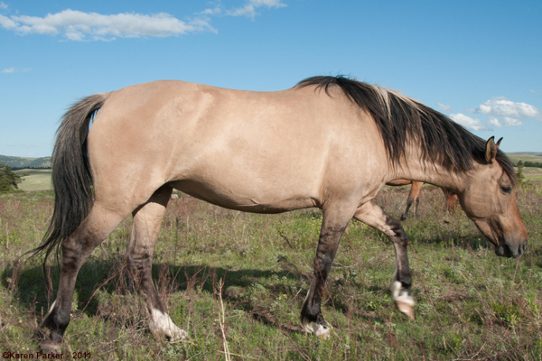 Spanish Mustang Horse Info Origin History Pictures